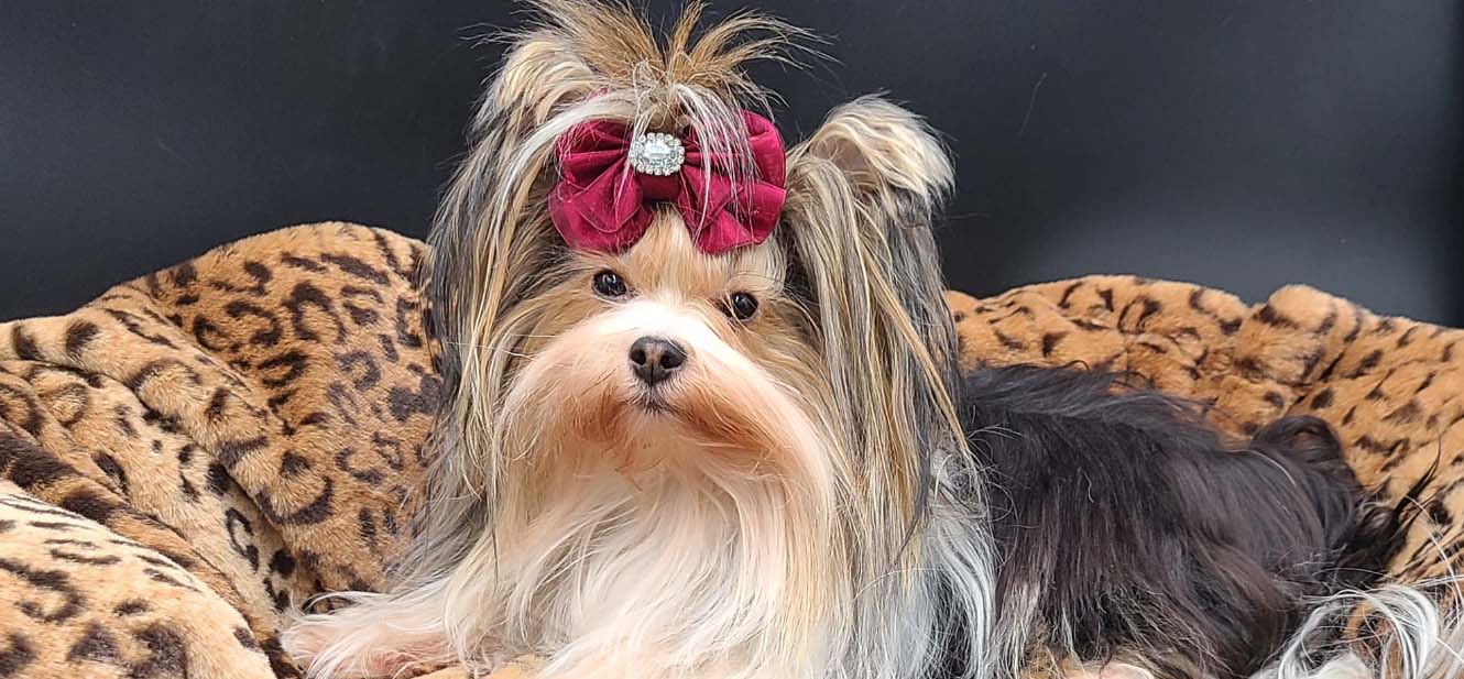 Yogo Yorkies | Yorkies For Sale in Montana