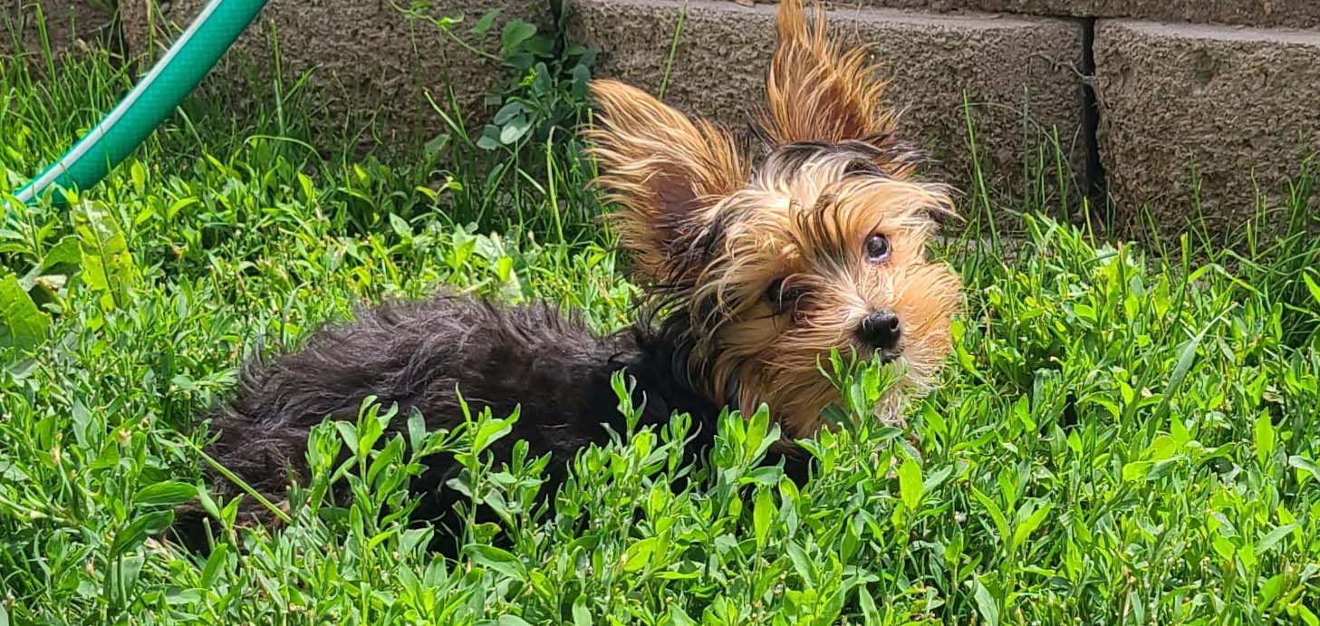 Yogo Yorkies | Yorkies For Sale in Montana