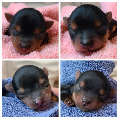 Upcoming Yorkshire Terrier Puppy Litters | Yogo Yorkies of Montana